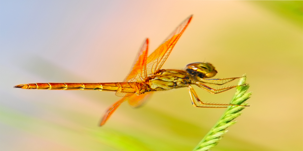 Feng Shui Dragon Flies - Nature